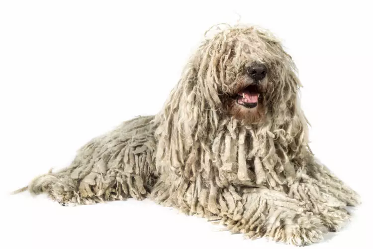 Komondor কুকুর শাবক