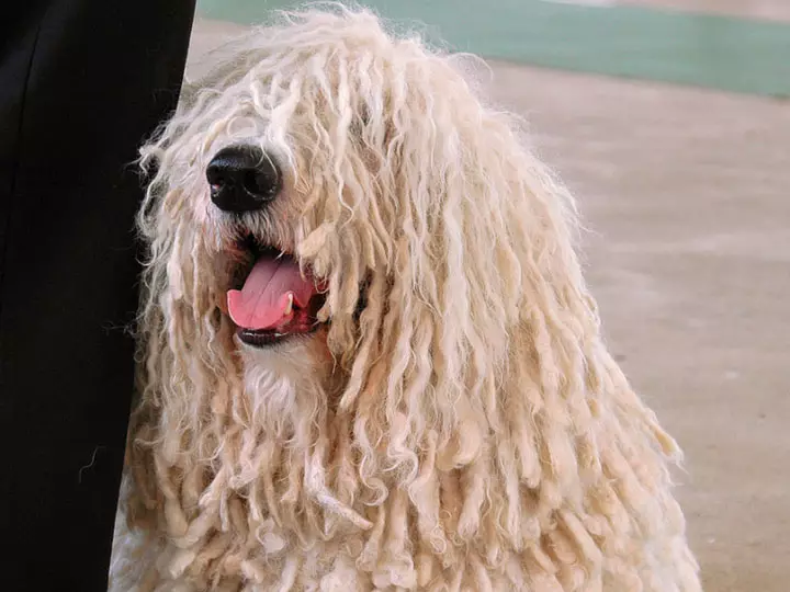 Komondor (Macar Çoban Köpeği): cinsin fotoğraflı ayrıntılı bir açıklaması 5663_12