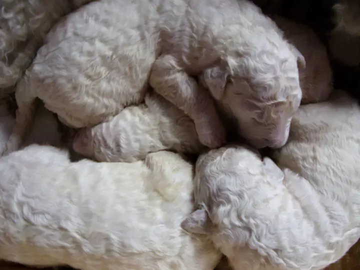 Komondor (Macar Çoban Köpeği): cinsin fotoğraflı ayrıntılı bir açıklaması 5663_13