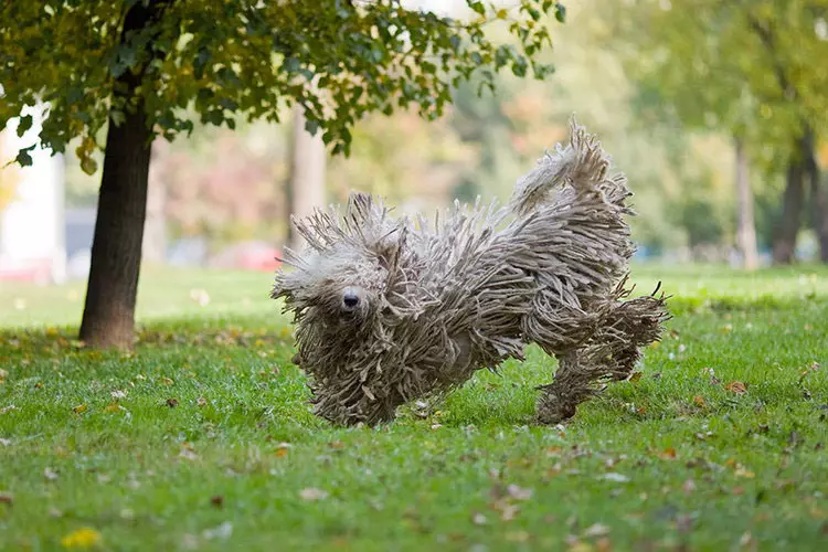 Komondor saltoka