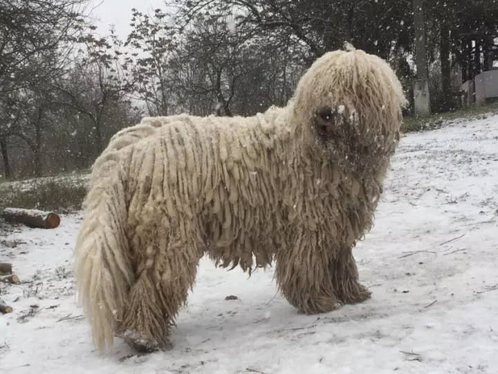 Komondor (venger cho'pon iti): fotosurat bilan zotning batafsil tavsifi 5663_4