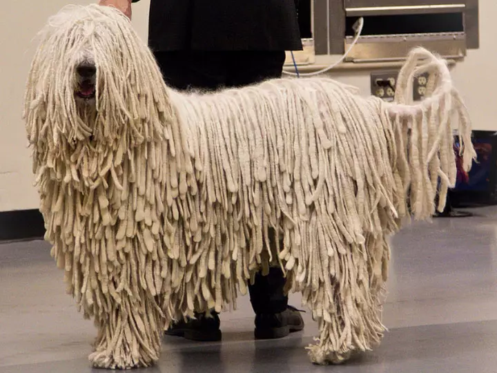 Komondor (Hungariako Artzain Txakurra): arrazaren deskribapen zehatza argazki batekin 5663_5