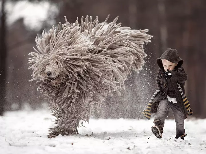 Komondor (venger cho'pon iti): fotosurat bilan zotning batafsil tavsifi 5663_7