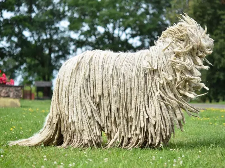 Komondor (Asu Gembala Hongaria): katrangan rinci babagan jinis iki kanthi foto 5663_9