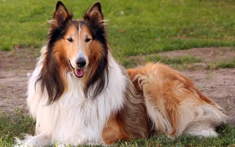 Collie