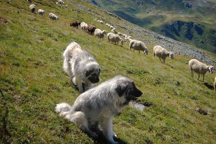 Kafkas çoban köpeği koyunları otlatıyor