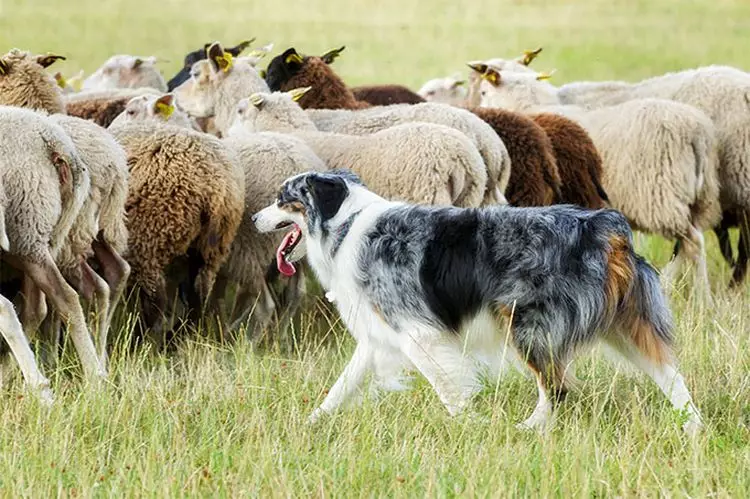 Border Collie қой бағып жүр