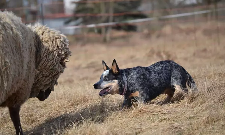 Heeler pastando ovelhas