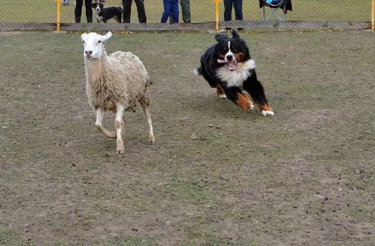 Bernese Mountain Dog perseguindo uma ovelha