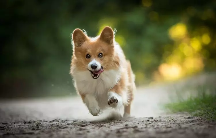 Welsh corgi berjalan