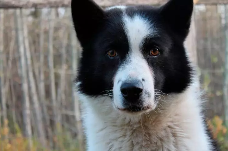 Karelische berenhond foto