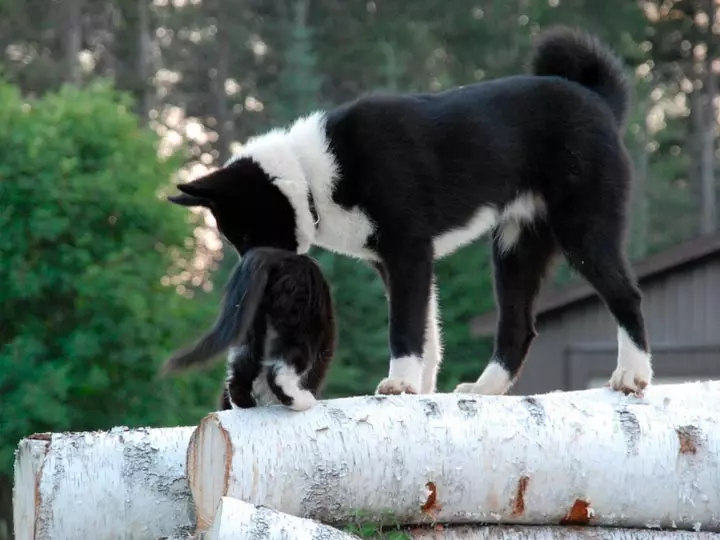 Karelische berenhond: beschrijving van het ras met foto's en video's 5667_10