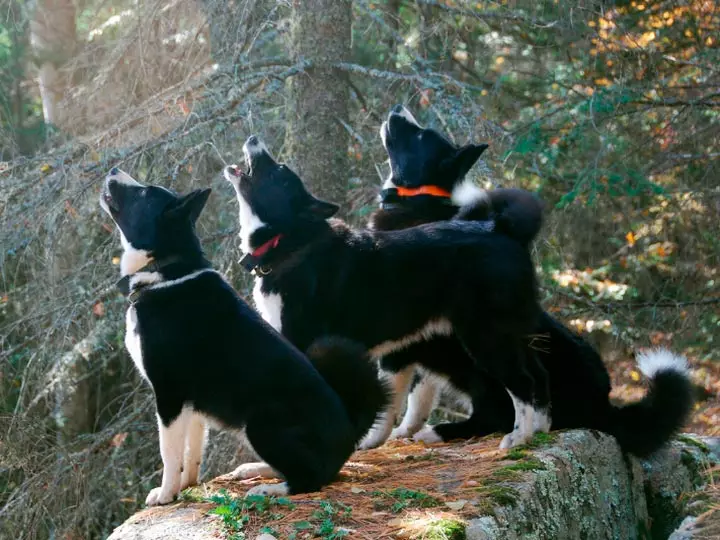 Karelische berenhond: beschrijving van het ras met foto's en video's 5667_11