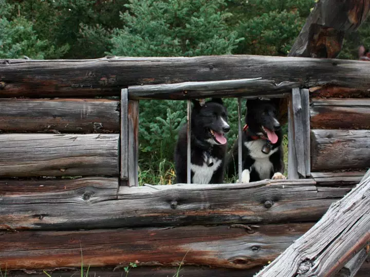 Karelische berenhond: beschrijving van het ras met foto's en video's 5667_12