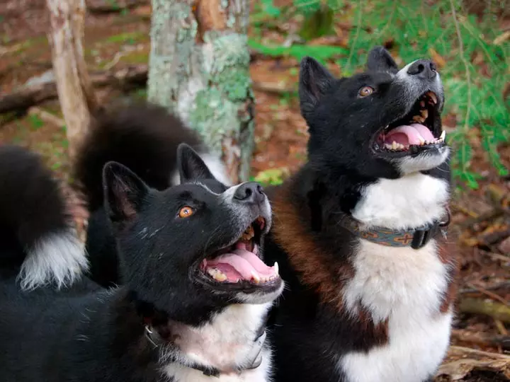 Karelische berenhond: beschrijving van het ras met foto's en video's 5667_13