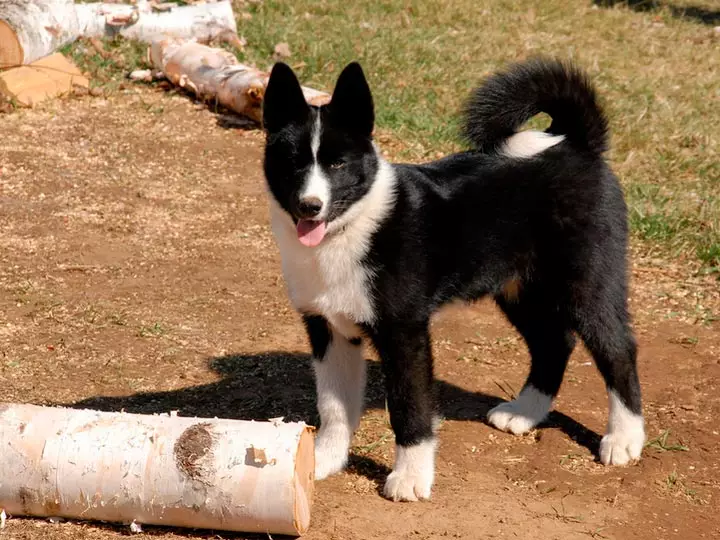 Karelische berenhond: beschrijving van het ras met foto's en video's 5667_14