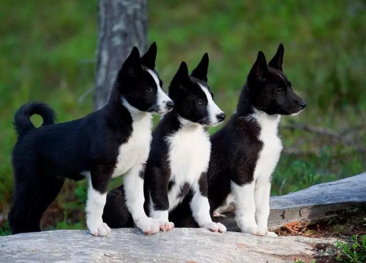 Karelische berenhond puppy's