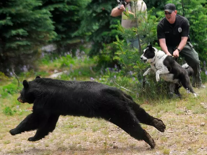 Karelische berenhond: beschrijving van het ras met foto's en video's 5667_6