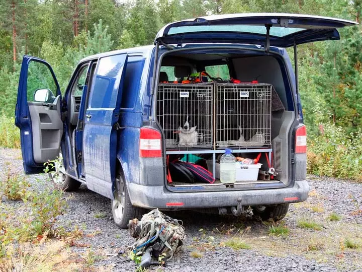 Karelische berenhond: beschrijving van het ras met foto's en video's 5667_7