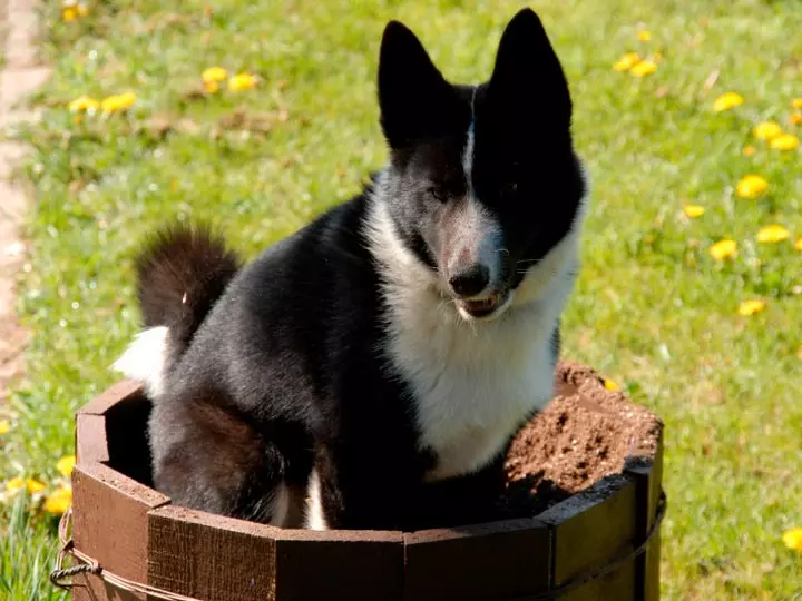 Karelische berenhond: beschrijving van het ras met foto's en video's 5667_8