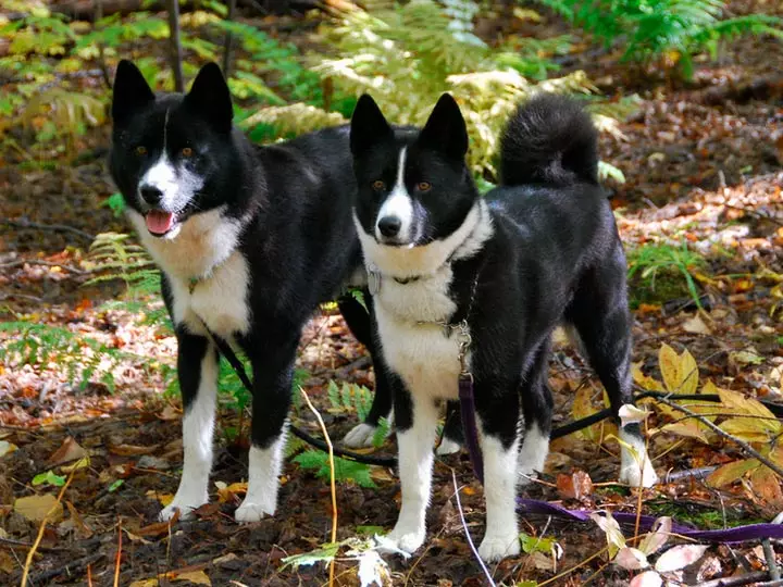 Karelische berenhond: beschrijving van het ras met foto's en video's 5667_9