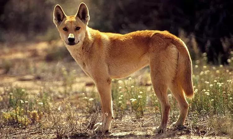 Vildhund dingo