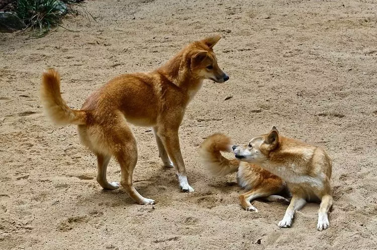 Dingo hunde