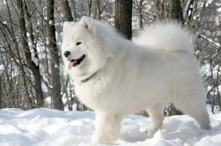 Laika Samoyed