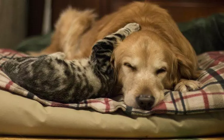 Golden Retriever en kat