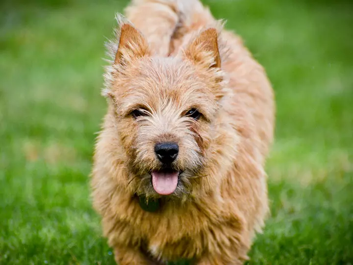 Nkọwa nke nkịta Norwich Terrier nwere foto na vidiyo 5674_13