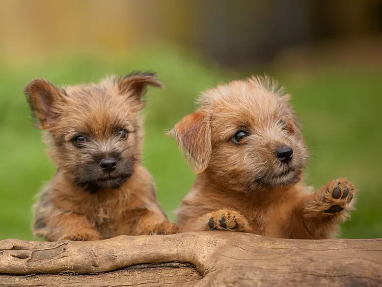 नर्विच टेरियर puppies