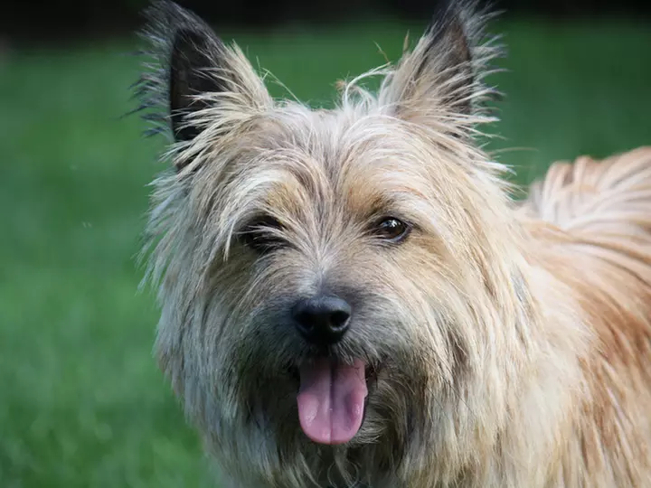 Beskrivning av Norwich Terrier hundras med foton och videor 5674_5