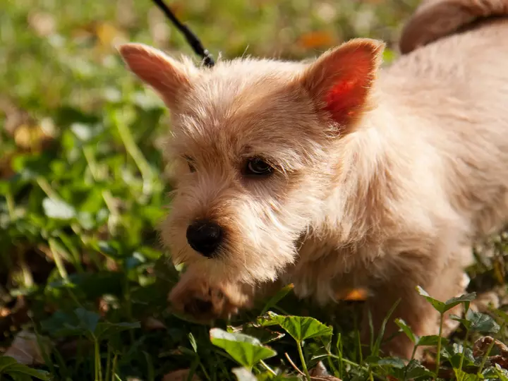 Περιγραφή της φυλής σκύλων Norwich Terrier με φωτογραφίες και βίντεο 5674_9
