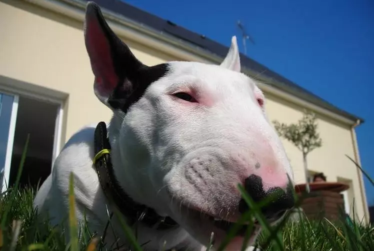 Terrier tarbh san fhéar