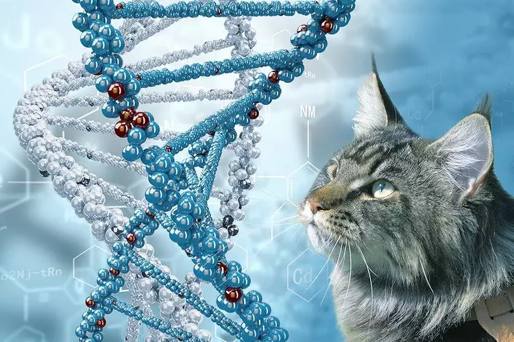 Miv thiab chromosome saw