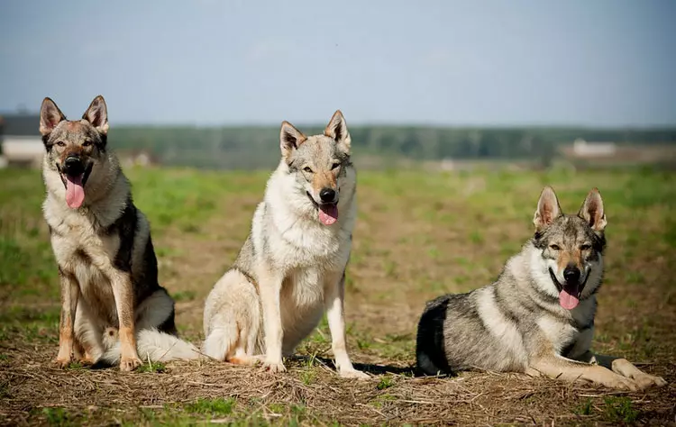 捷克斯洛伐克狼狗：照片和視頻、描述、價格、狼 5683_1