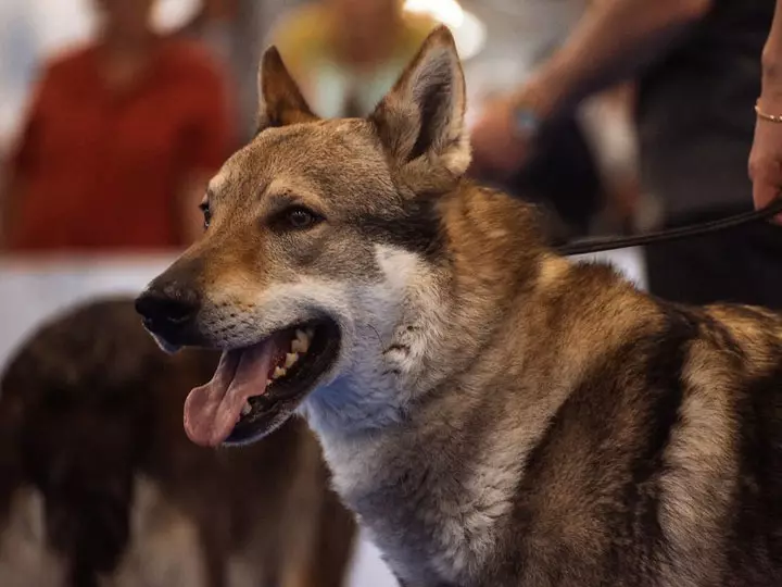Czechoslovakian wolfdog: larawan at video, paglalarawan, presyo, lobo 5683_11
