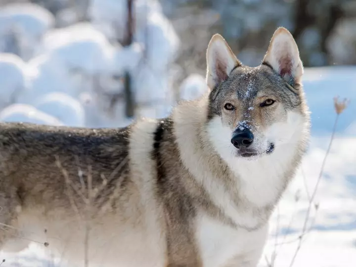 Чехословацький влчак: фото і відео, опис, ціни, вовча 5683_12