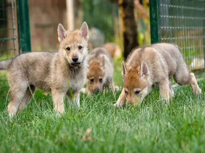 Anjing serigala Cekoslowakia: foto dan video, deskripsi, harga, serigala 5683_13