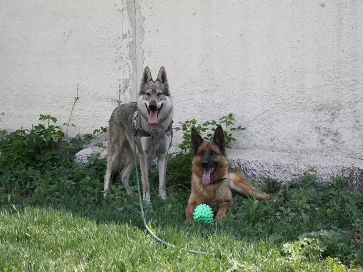 Dog lobo checoslovaco: foto e vídeo, descrición, prezos, lobo 5683_14