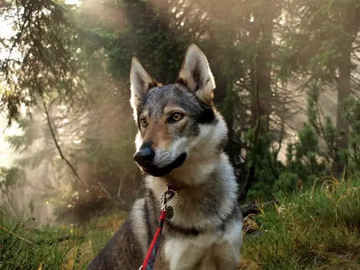 捷克斯洛伐克狼狗：照片和視頻、描述、價格、狼 5683_15