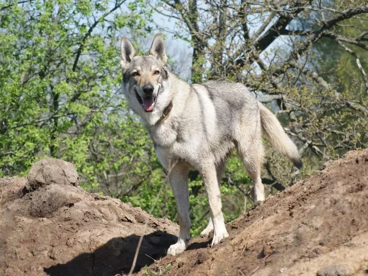 捷克斯洛伐克狼狗：照片和視頻、描述、價格、狼 5683_2