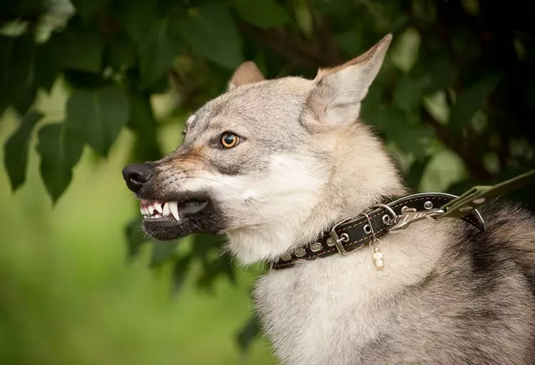 Anjing serigala Cekoslowakia: foto dan video, deskripsi, harga, serigala 5683_3