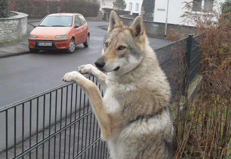 चेकोस्लोभाकियन wolfdog: फोटो र भिडियो, विवरण, मूल्यहरु, ब्वाँसो 5683_4