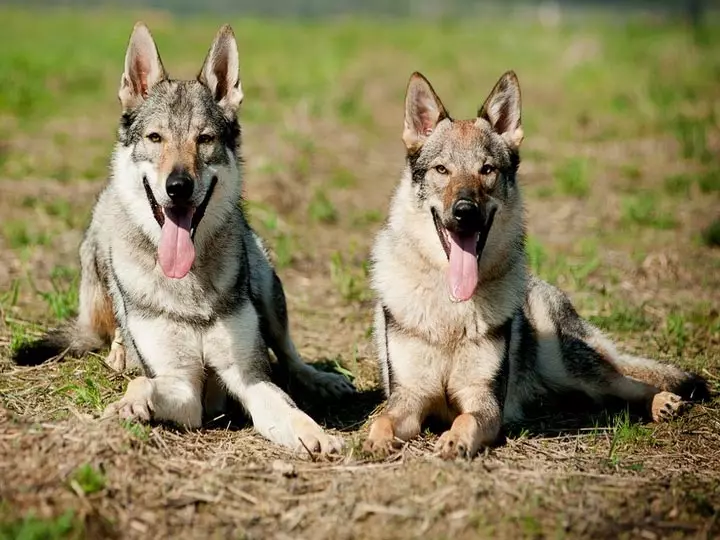 Anjing serigala Cekoslowakia: foto dan video, deskripsi, harga, serigala 5683_7