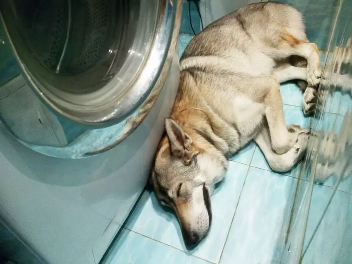 Czechoslovakian wolfdog: larawan at video, paglalarawan, presyo, lobo 5683_8