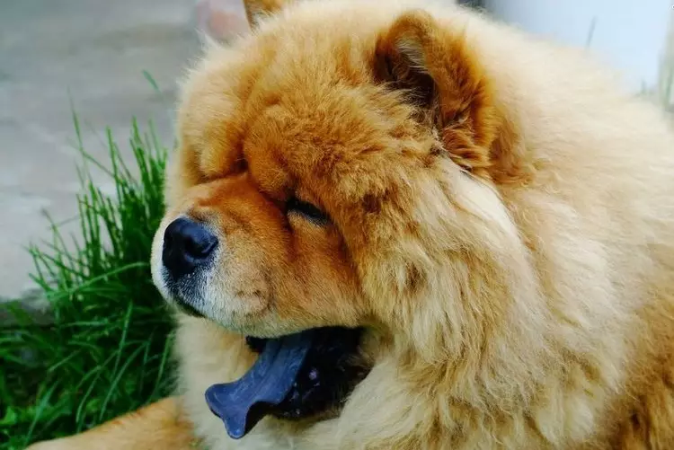 Chow Chow con lingua azul