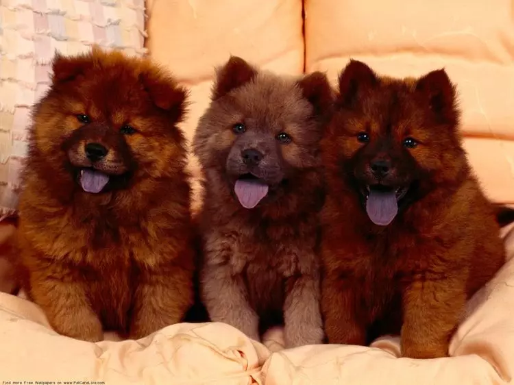 Chow-chow hvalpe