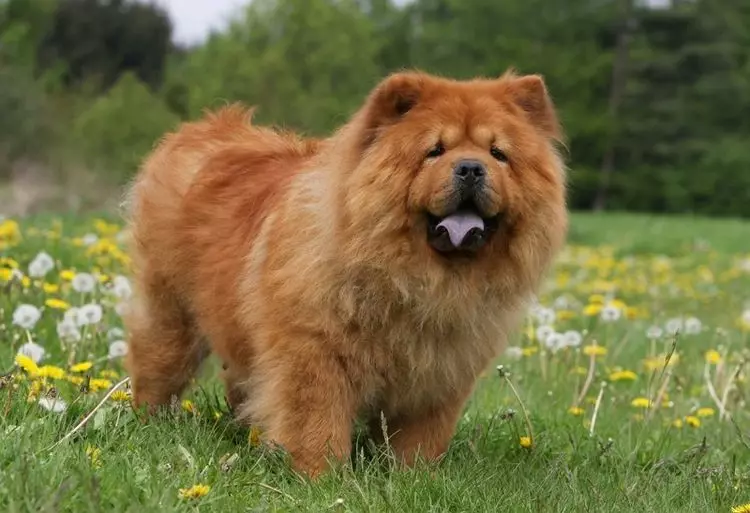 Chow chow står på engen