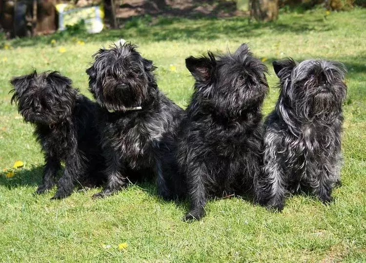 Affenpinscher honde